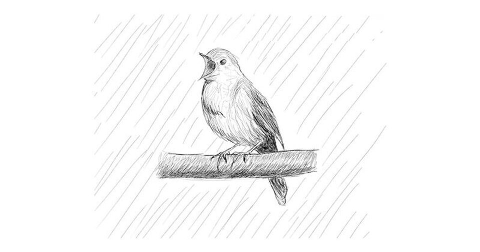 How to draw a nightingale with a pencil step-by-step drawing tutorial