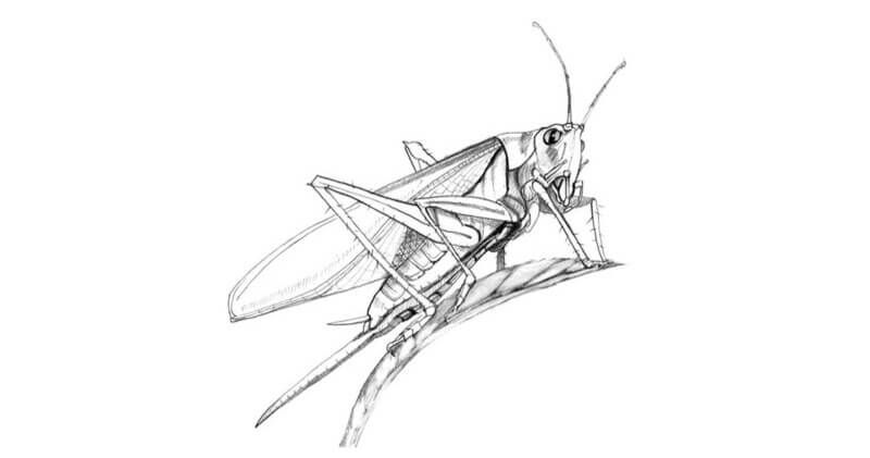 How to draw a grasshopper with pencil step-by-step tutorial.