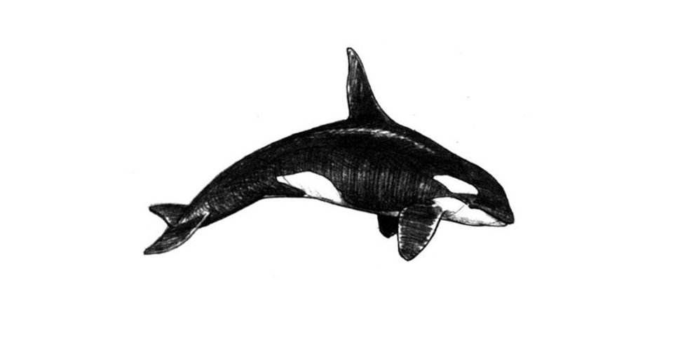 Orca Drawing How To Draw An Orca Easy Drawing Tutorial For Kids