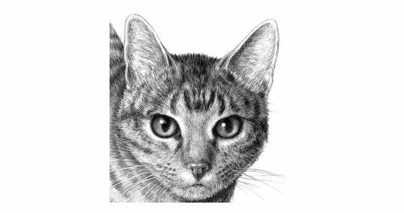 How to draw a cat's head. Step-by-step drawing tutorial.