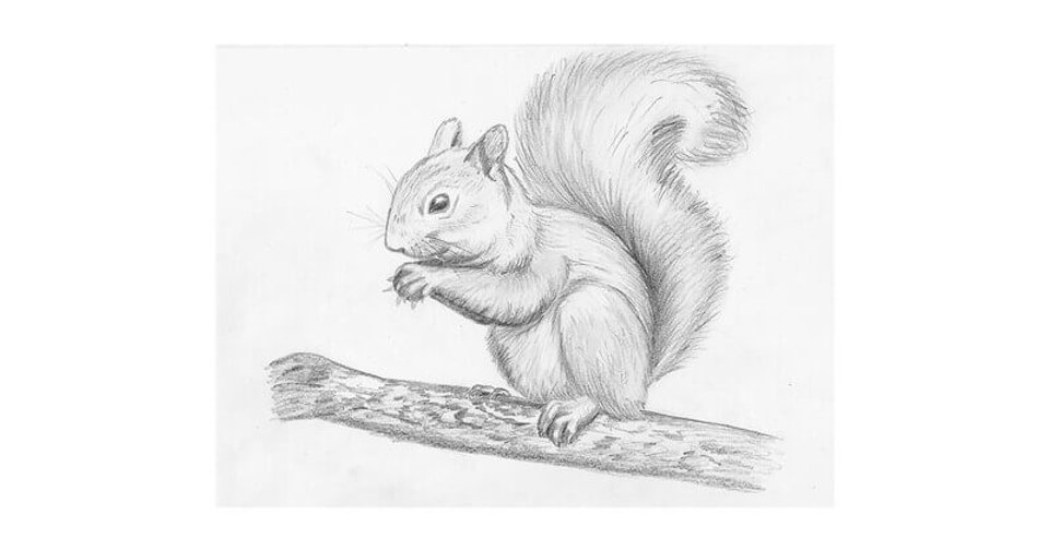 How To Draw A Squirrel Squirrels Rely On The Sun When Searching For