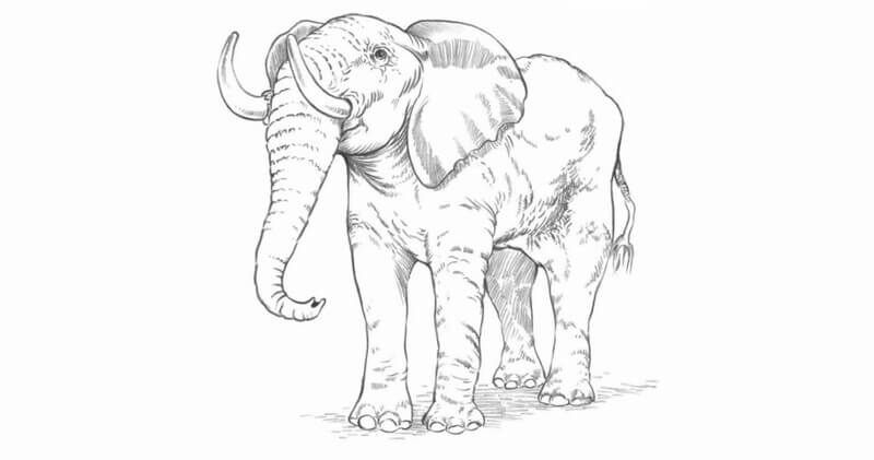 How to draw an African elephant. Drawing tutorial.