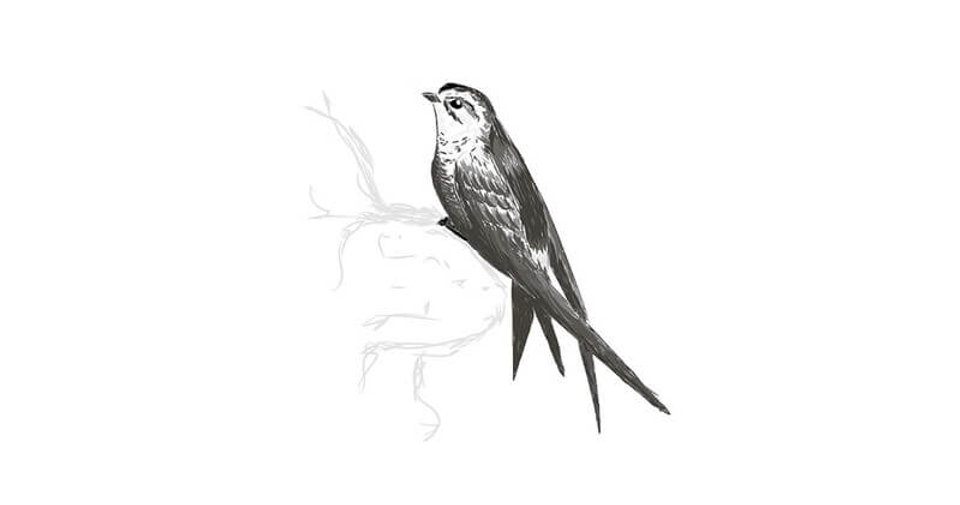 How To Draw A Swift Bird With A Pencil Step By Step Drawing Tutorial