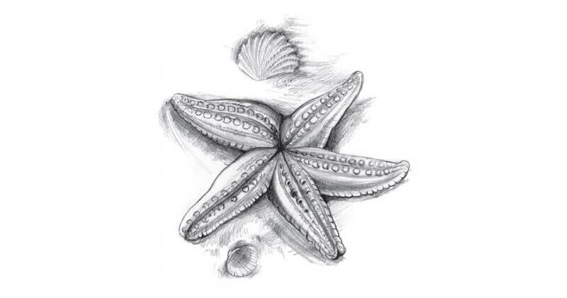 How to draw a starfish with a pencil step-by-step tutorial.