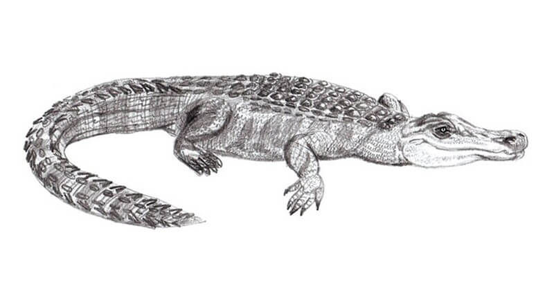 How to draw a crocodile. Step-by-step tutorial.