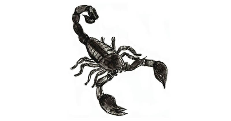 How to draw a scorpion. Step-by-step drawing tutorial.