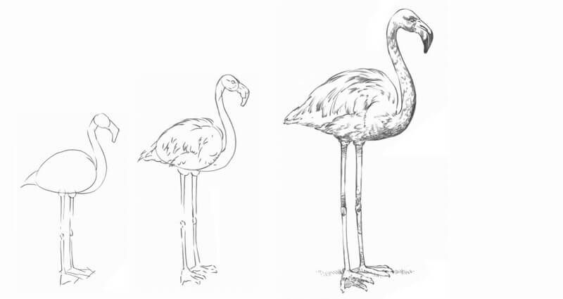 How to draw a flamingo. Step-by-step drawing tutorial.