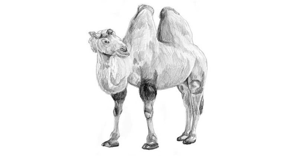 How to draw a camel. Step-by-step tutorial.