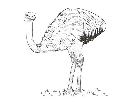 how to draw ostrich legs