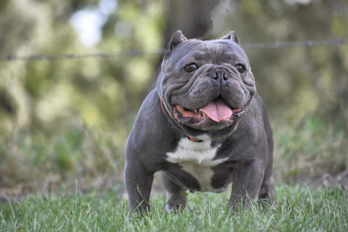 Available for Stud - Boogie | American Exotic Micro Bully | ccbullyfarm