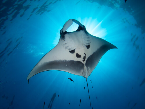 ¿Cuál es la diferencia entre las Rayas y las Mantarrayas?
