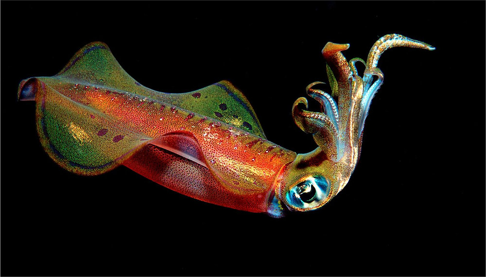 Calamar Gigante | Humboldt Squid