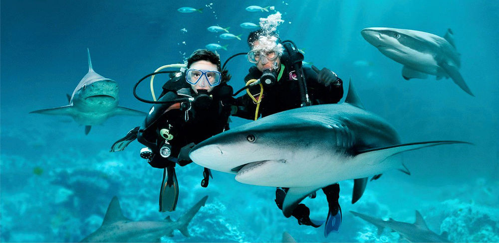 10 RECOMENDACIONES QUE DEBES CONSIDERAR AL BUCEAR CON TIBURONES