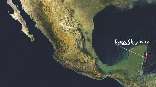 Cocodrilos, Tiburones y Pez León en la Reserva de la Biosfera de Banco ...