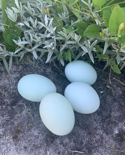 HALF DOZEN Whiting True Blue Hatching Eggs- $45 - BARRED FEATHER LINE ...