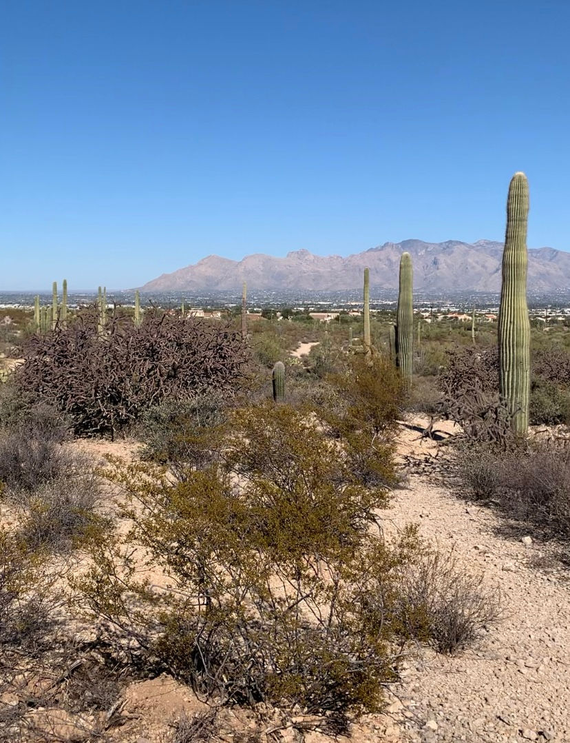 The Best 5 Trailheads for Day Hikes in West Tucson