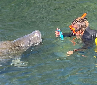 Snorkeling With Manatees | Homosassa Springs Manatee Tours
