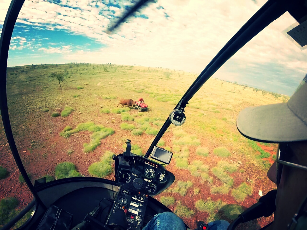 Helicopter Aerial Mustering Can Be Dangerous – ETSCER