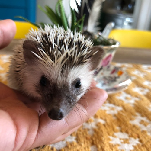 Hedgehogs for Sale
