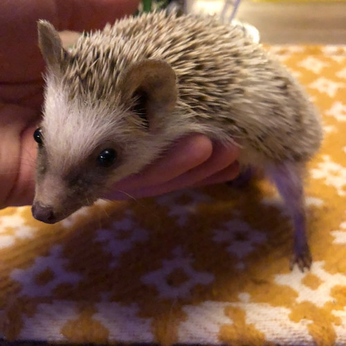 Hedgehogs for Sale