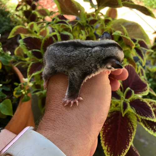 kytycritters | Sugar Gliders