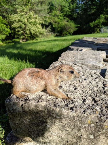 Prairie Dogs for Sale