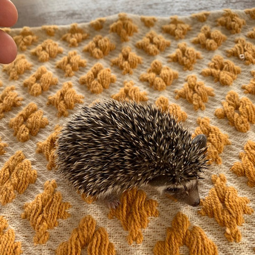 Hedgehogs for Sale