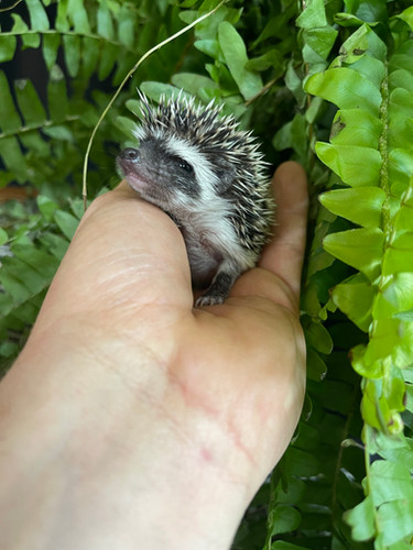 Pteron | kytycritters