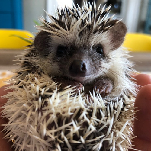 Hedgehogs for Sale