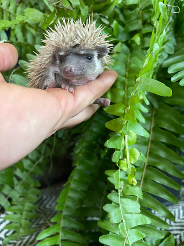 Roldor | kytycritters