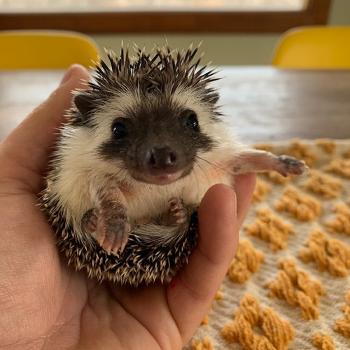Hedgehogs for Sale