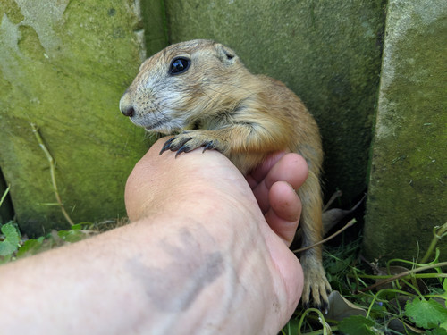 Prairie Dogs for Sale