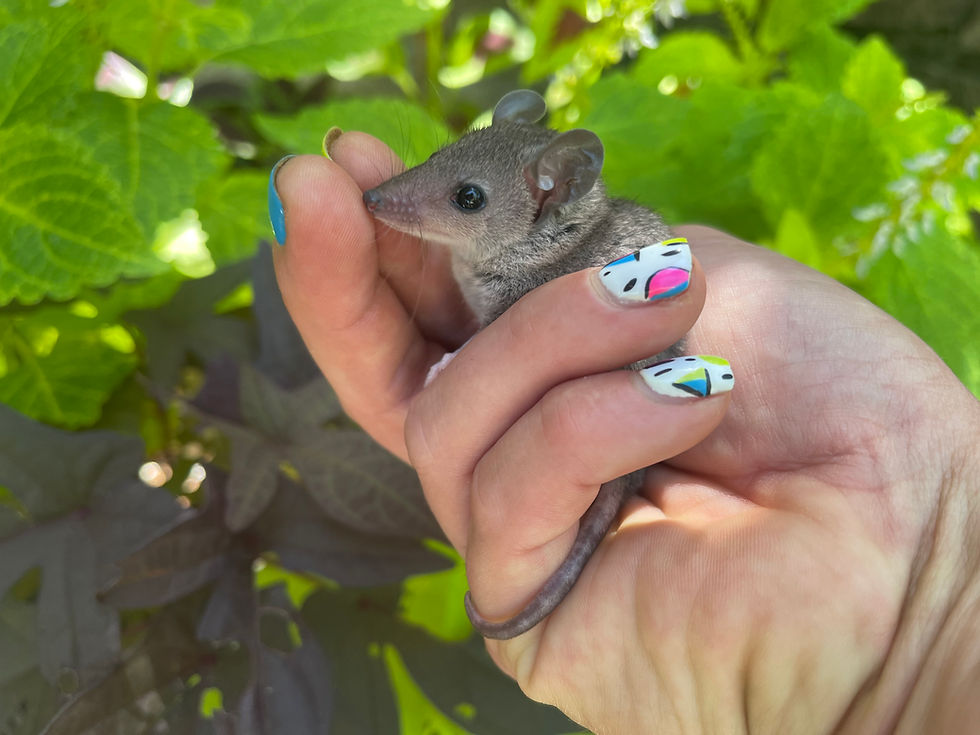 Exotic Opossums for Sale