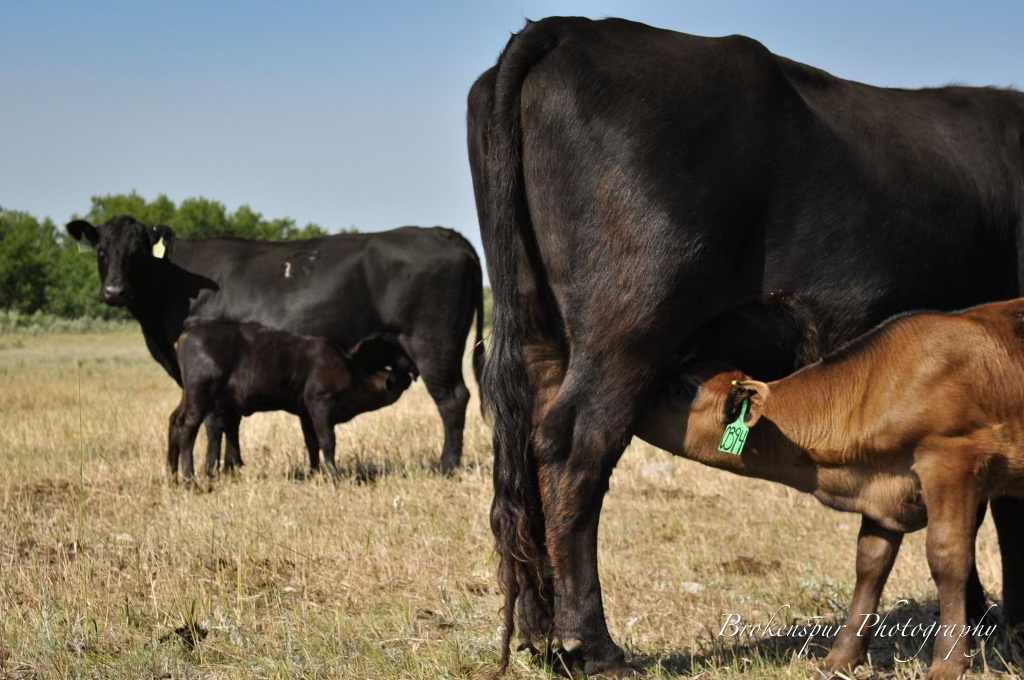 P Cross Ranch Livestock Feed, Mineral and Salt Dealer