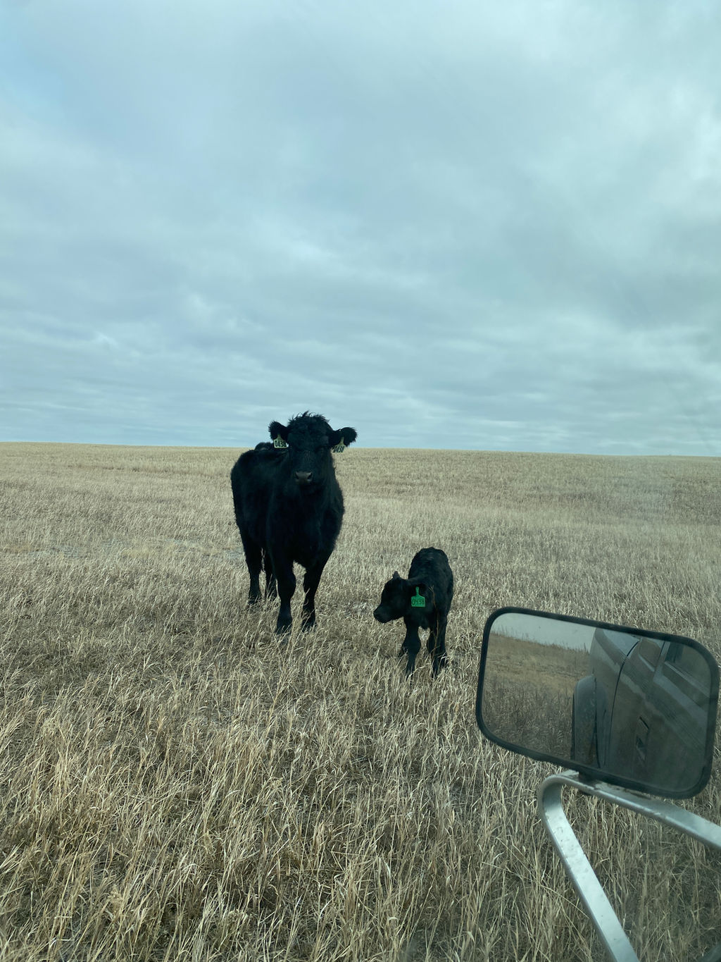 P Cross Ranch Livestock Feed, Mineral and Salt Dealer