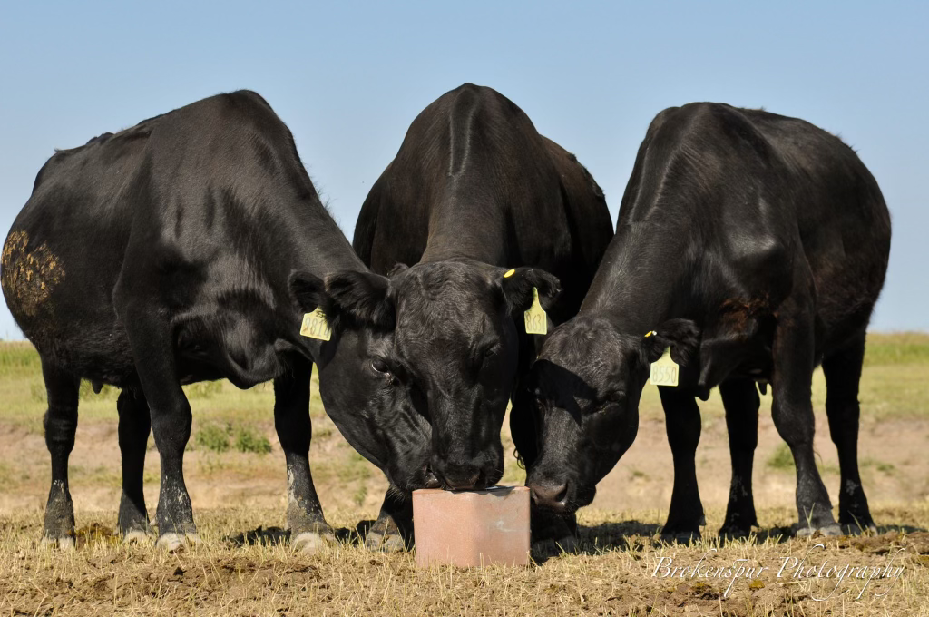P Cross Ranch Livestock Feed, Mineral and Salt Dealer