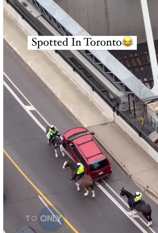 TORONTO POLICE MOUNTED OFFICER-TRAFFIC STOP | Jonathan McCormick