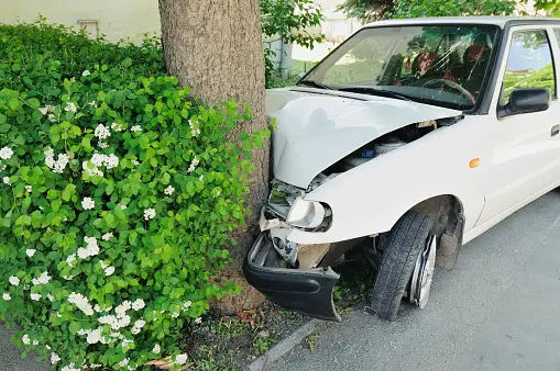TREE STOPS FLEEING DRIVER. | Jonathan McCormick