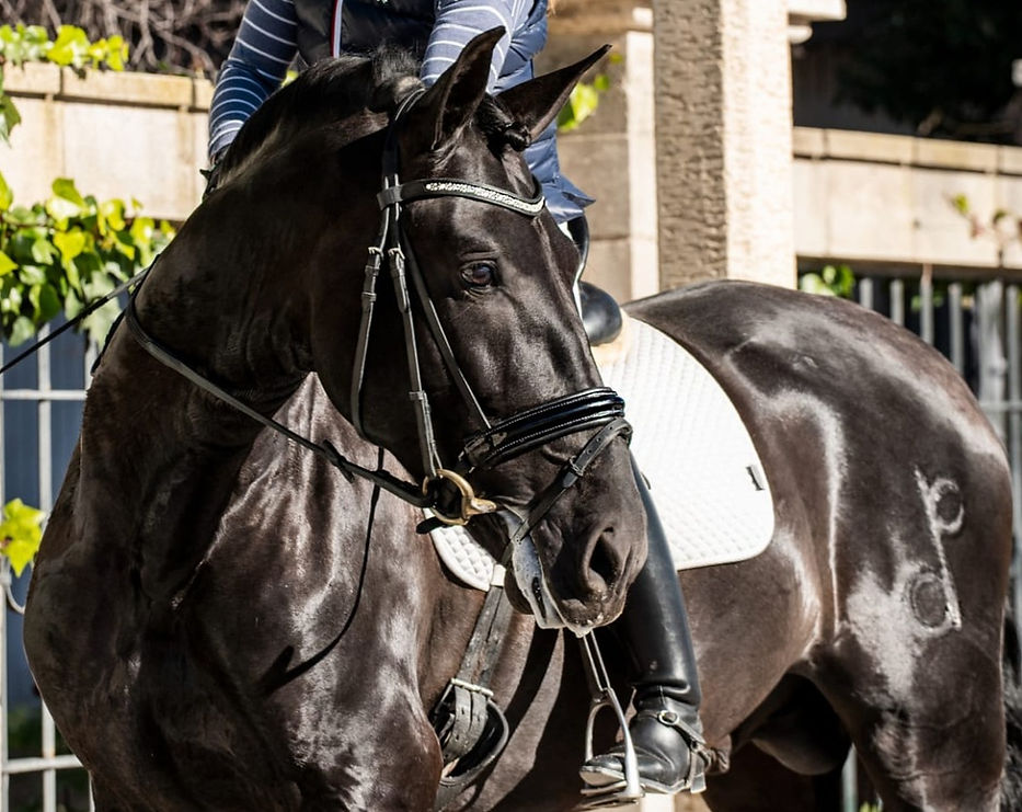 Monje II | Yeguada Los Siete Reinos