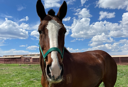 Adoptions | CSU Polo