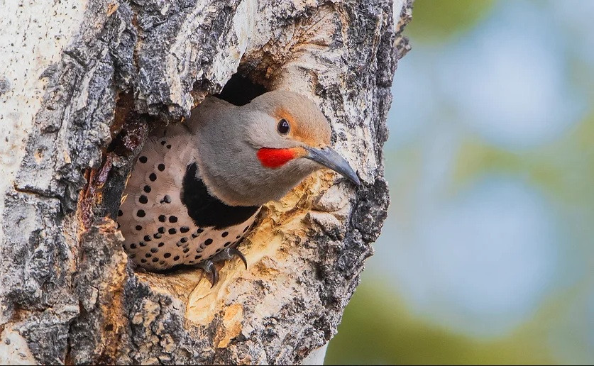 BC Spring Birds of the Chilcotin Canada | HemmingsPhotoTours