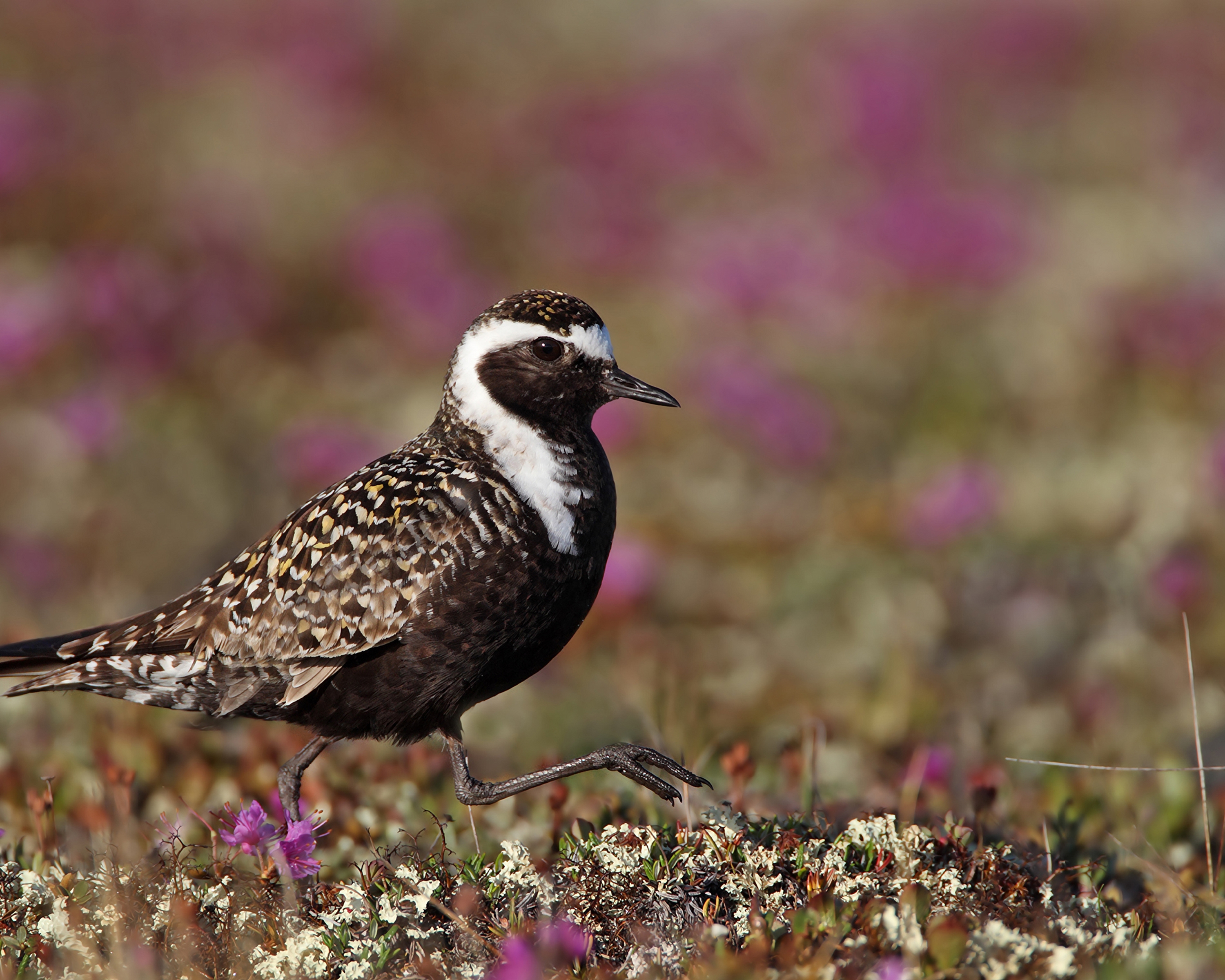 Churchill Birds Workshop | Hemmings Photo Tours | British Columbia