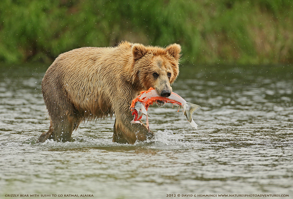Alaska Fishing Bears | Hemmings Photo Tours | British Columbia