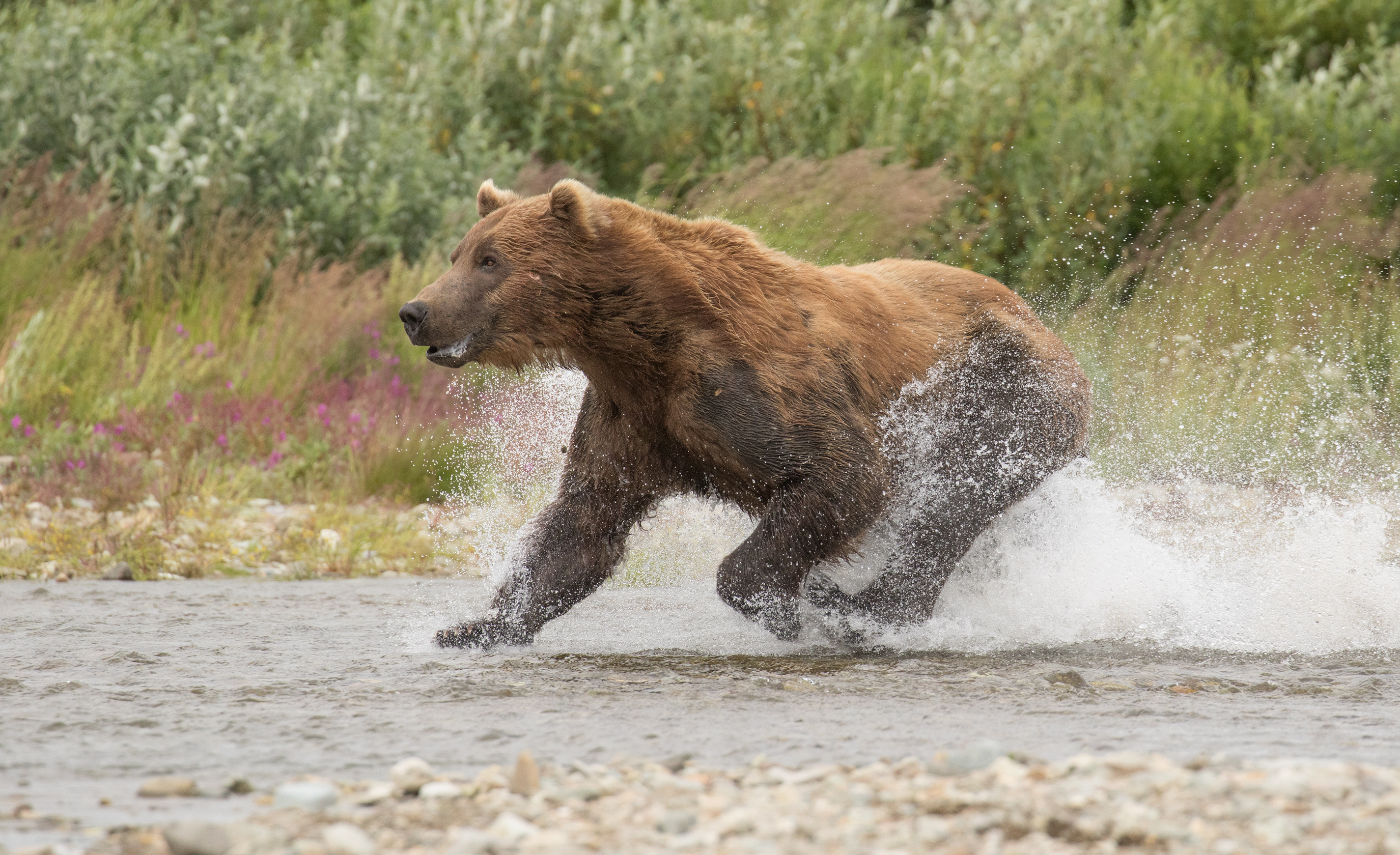 Alaska Fishing Bears | Hemmings Photo Tours | British Columbia