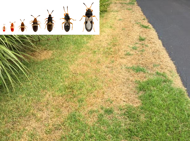 How to Identify and Control Chinch Bugs in Your Lawn