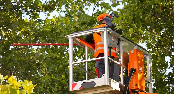 Werribee tree removal