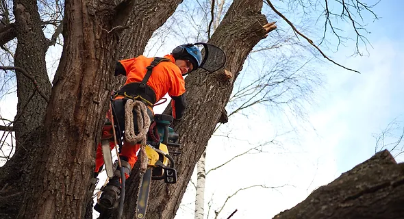 Werribee tree removal