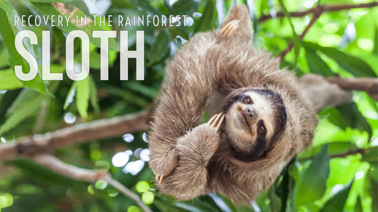 Sloth 360 | Just Float Films