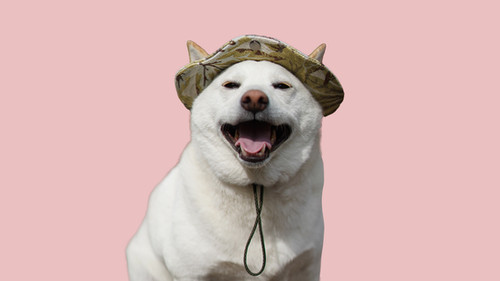 Pet Bucket Hat Pattern (Download) | ProperFit Clothing