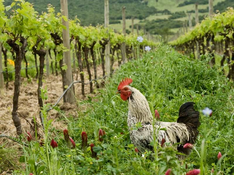 the largest organic winery on the planet